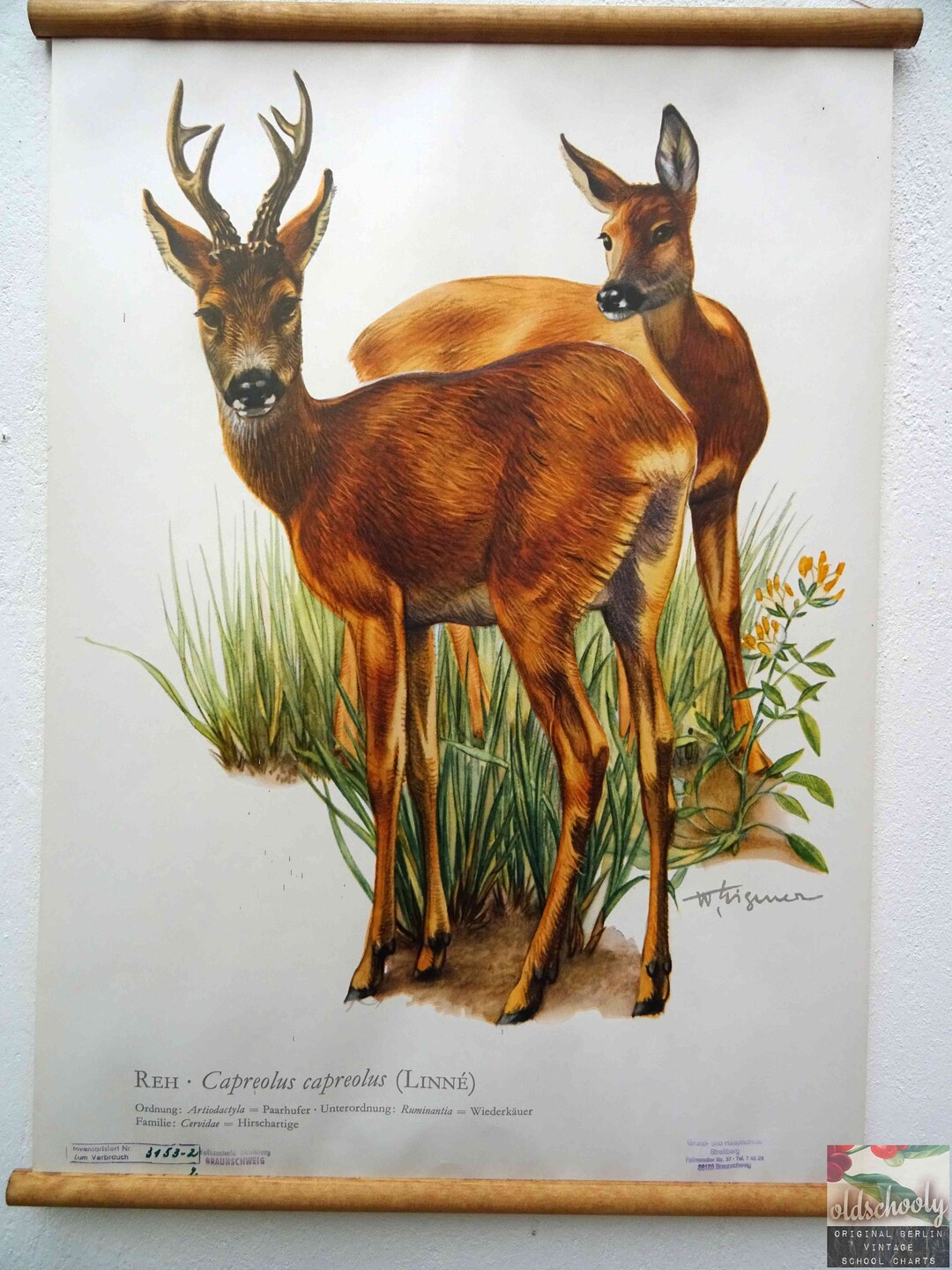 Gráfico escolar vintage / Ciervo Capreolus capreolus C01/02, gráfico ...
