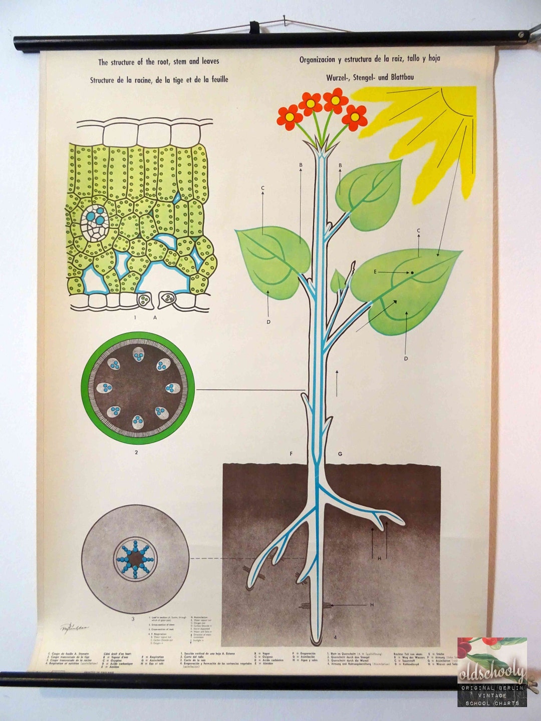 Vintage School Chart | Root, Stem and Leaf Construction 0118 Biology ...