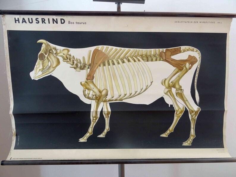 Vintage School Chart | Domestic Cattle (bos Taurus), Berlin, Retro ...