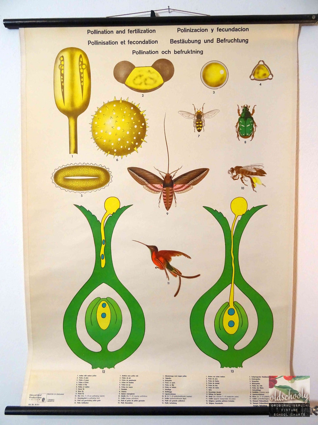 Vintage School Chart | Pollination and Fertilization 0121 Biology, 70s ...