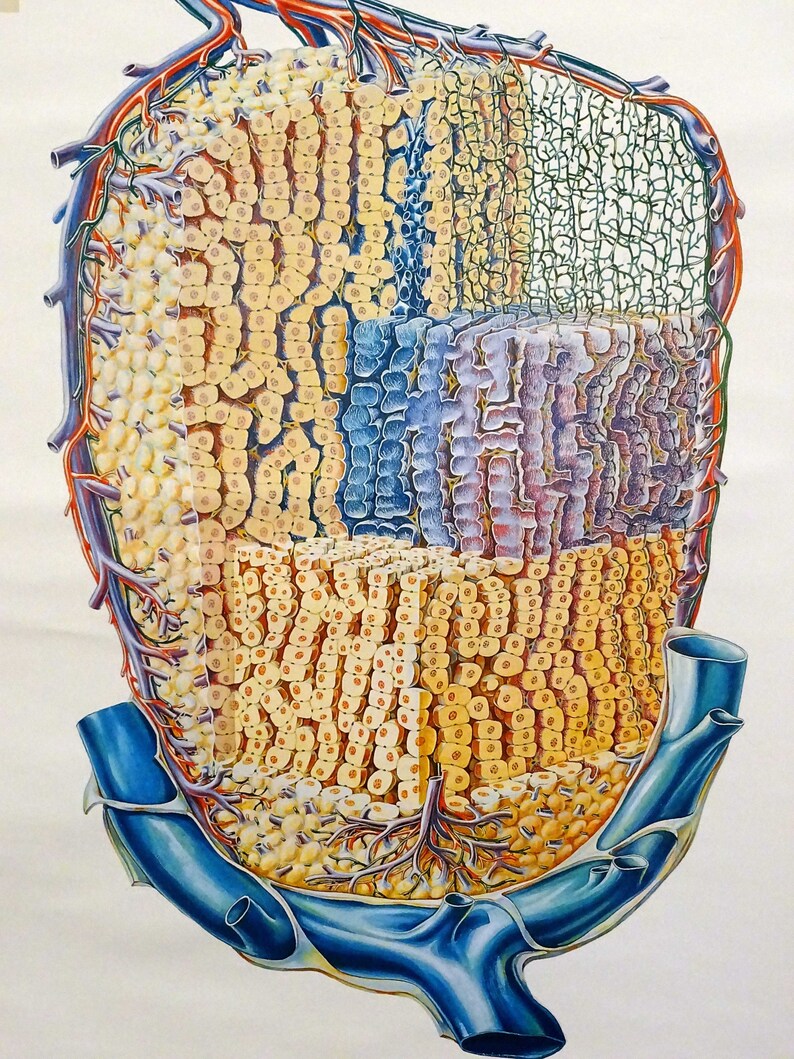 Vintage School Chart the Liver 1990s Retro Vintage Wall - Etsy