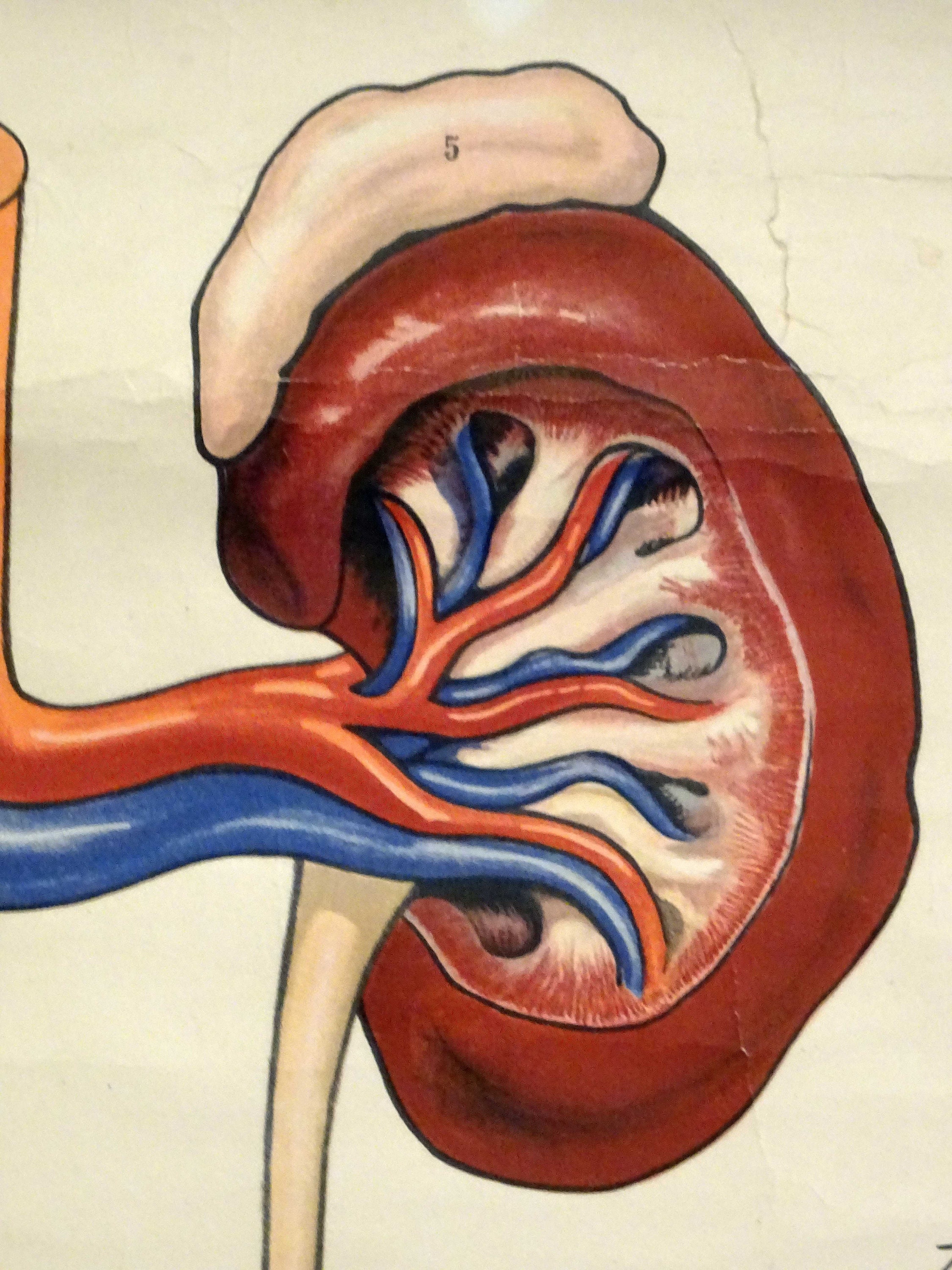 Vintage School Chart | Kidneys / Body / Medicine, 50s, Retro Vintage ...