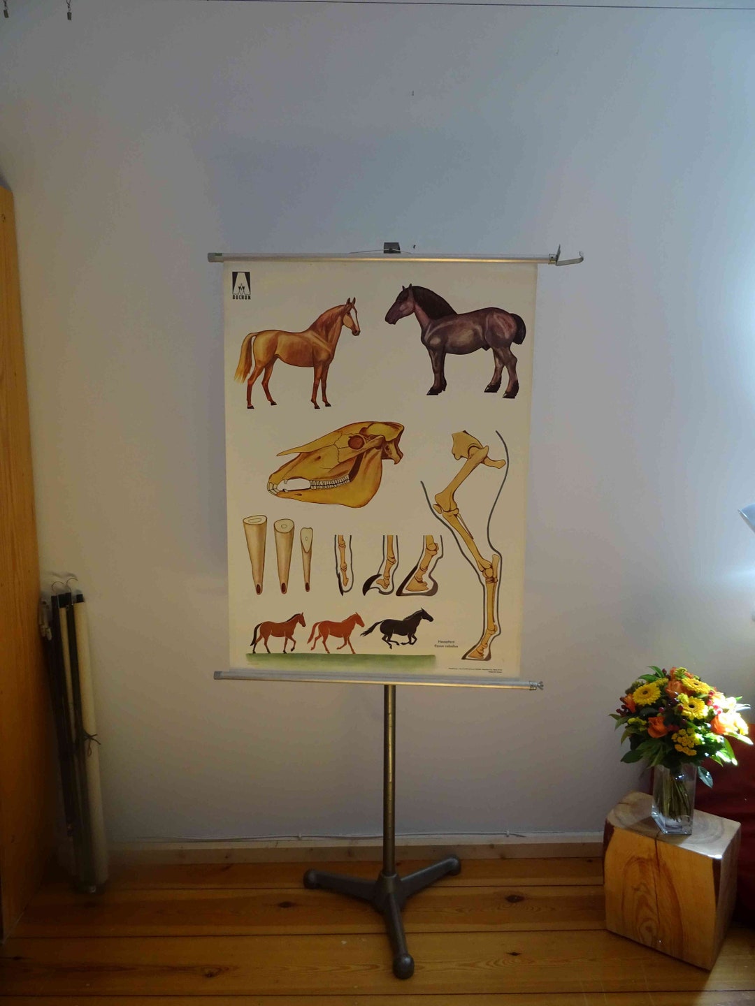 Vintage School Chart | Horse (equus Caballus), Bochum Verlag, 1970s ...