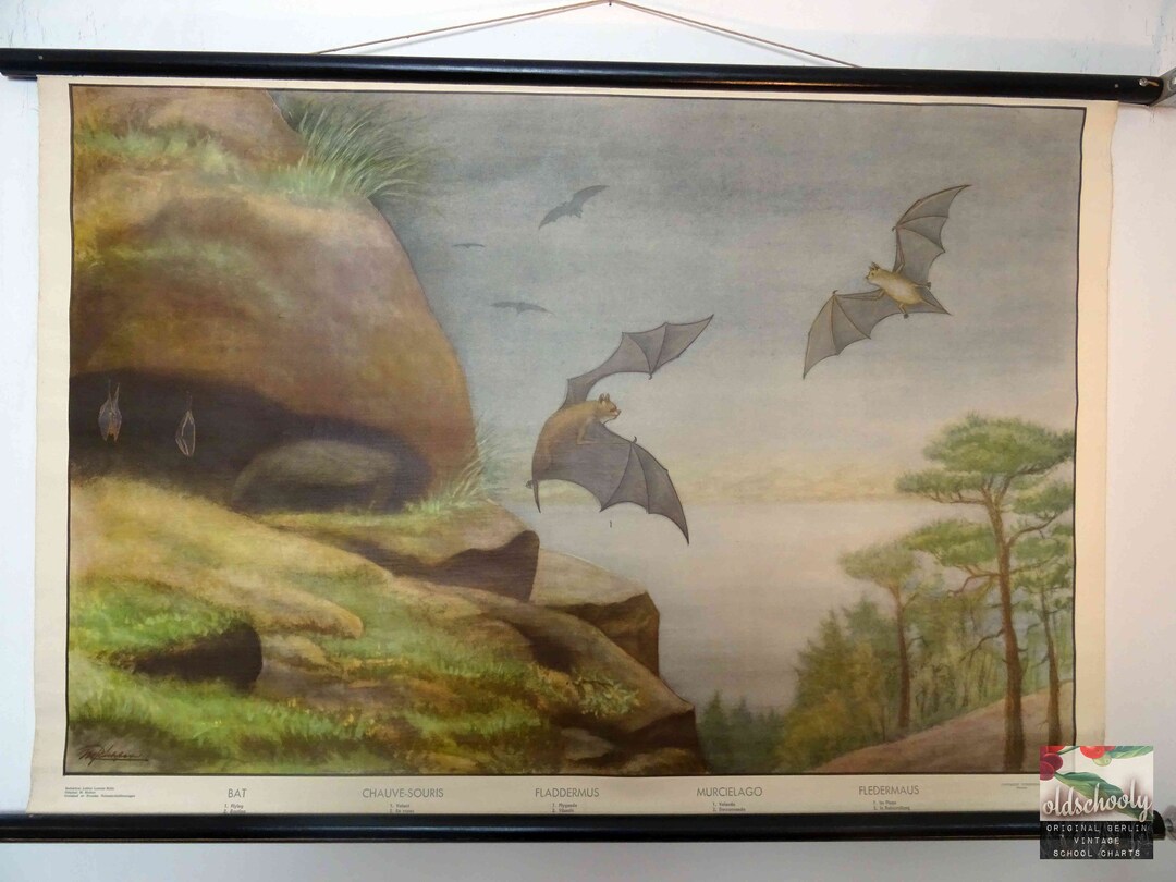 Gráfico escolar vintage / The Bat 0048 Zoología retro vintage, gráfico ...