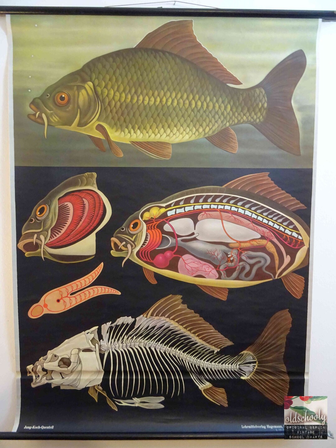 Vintage School Chart School Map Carp / Fish 0105 Jung - Etsy