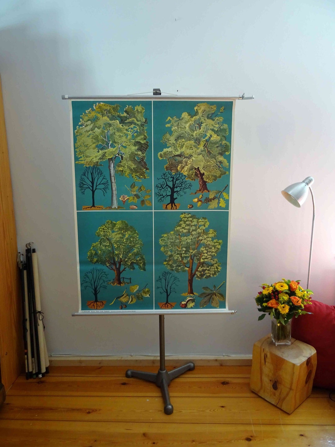 Vintage School Chart | Deciduous Trees (beech, Oak, Lime, Chestnut ...