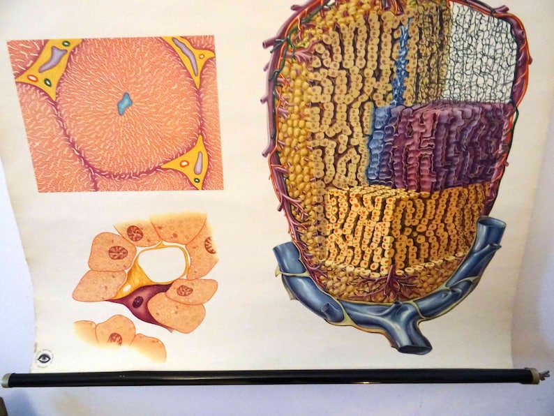 Vintage School Chart | the Liver, Human / Body / Medicine, 60's, Retro ...