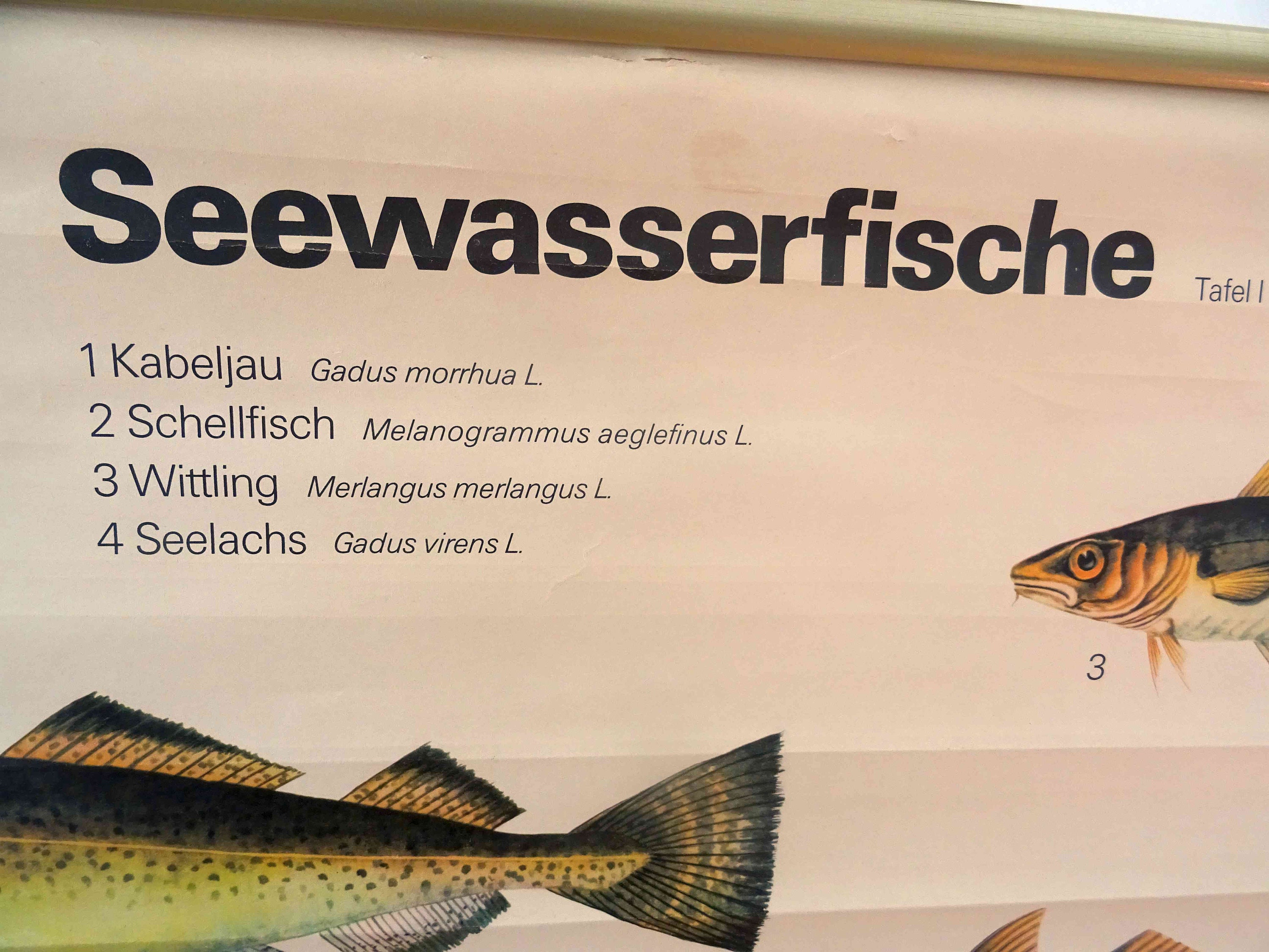 Vintage School Chart | Seawater Fish I (cod, Haddock, Whiting, Saithe ...