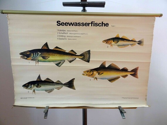 Vintage School Chart Seawater Fish I cod Haddock Whiting - Etsy