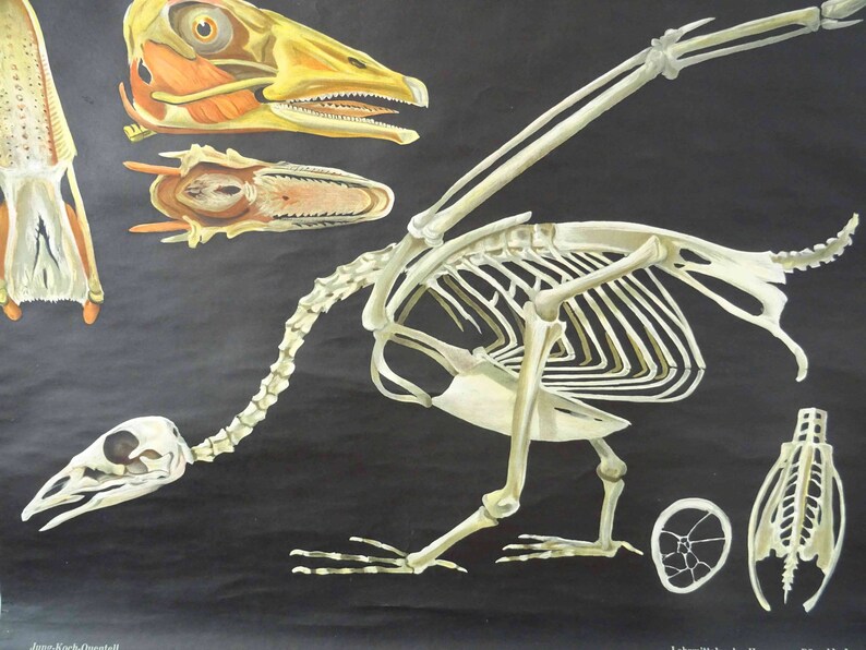 Vintage School Chart | Goose / Wild Goose - Jung Koch Quentell, 30s ...