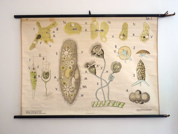 Vintage School Chart Tab. 1: Protozoa / Single-celled Prof. - Etsy