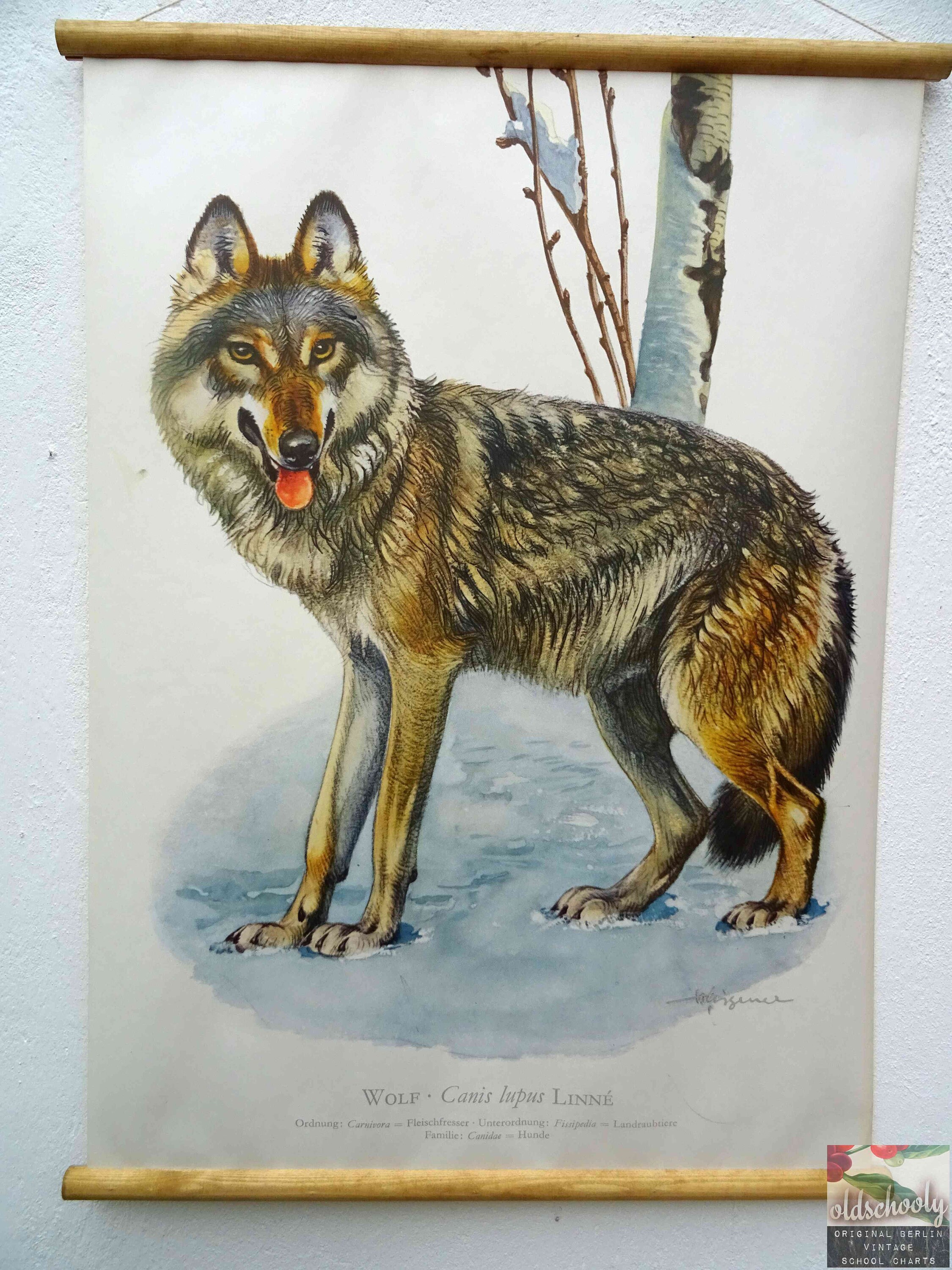 Vintage School Chart | Wolf (canis Lupus) C01/05, Original Wall Hanging ...