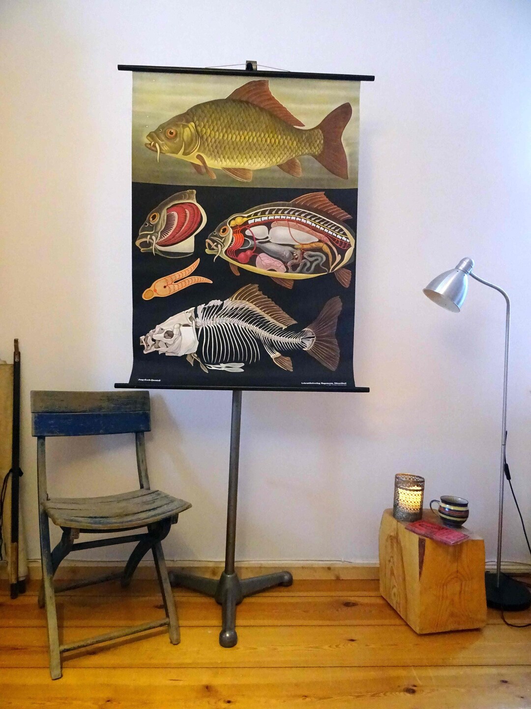 Vintage School Chart | Carp (cyprinus Carpio)/ Fish - Jung Koch ...