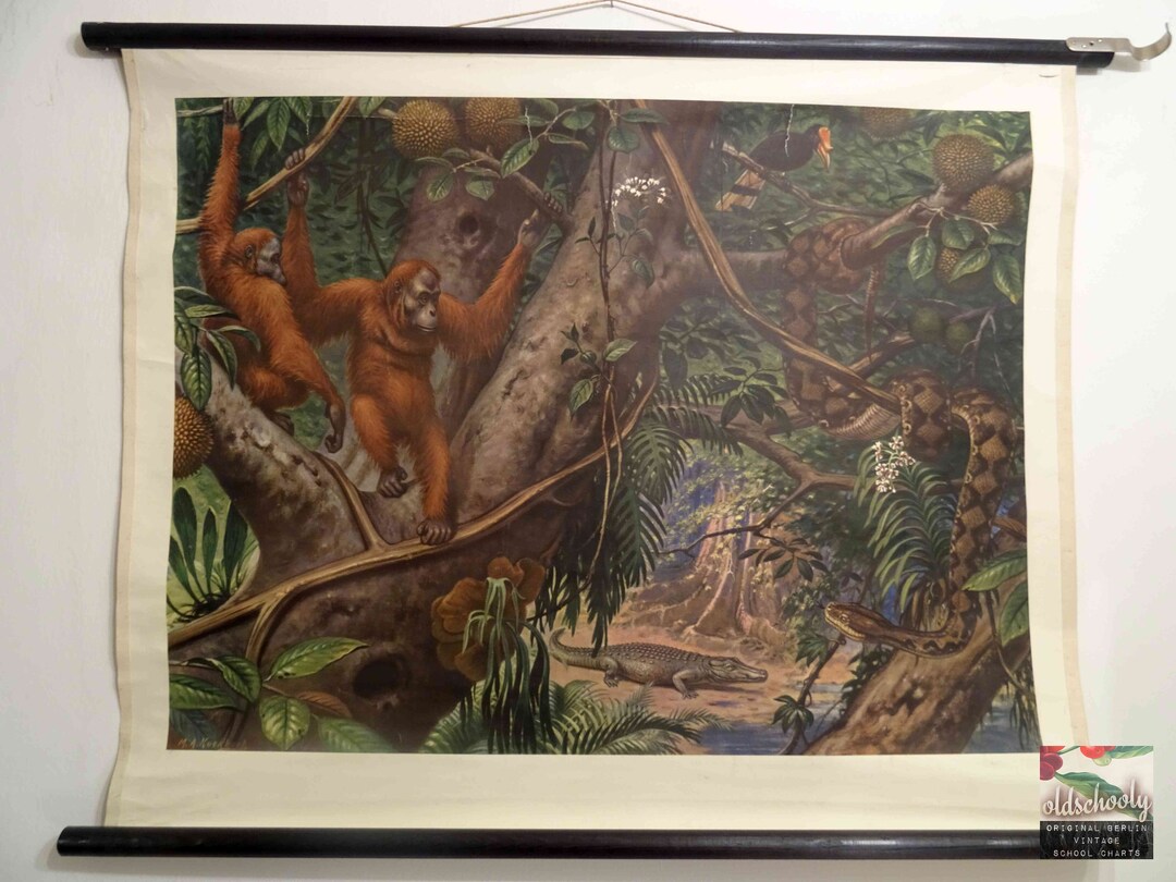 Vintage School Chart | "in the Jungle" (orangutan, Crocodile, Python ...