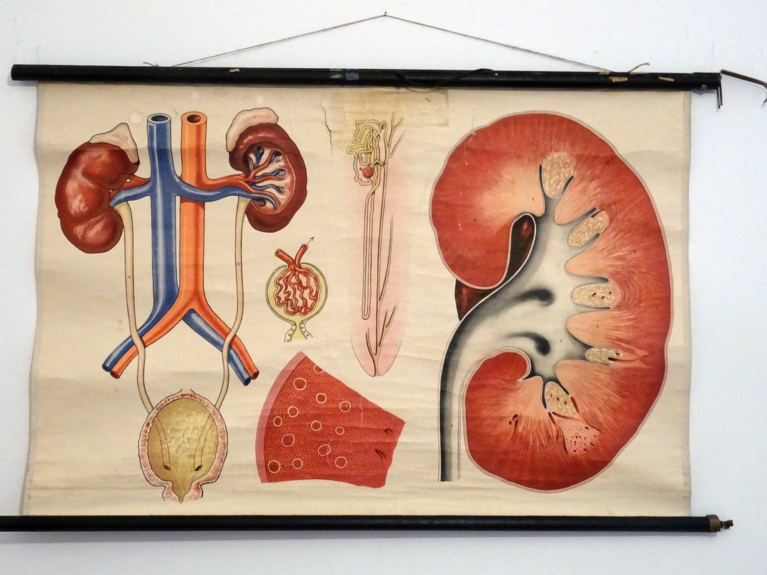 Vintage School Chart | Kidneys / Body / Medicine, 50s, Retro Vintage ...