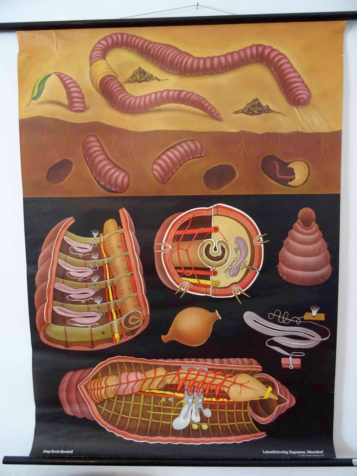 Vintage School Chart | Earthworm / Worm - Jung Koch Quentell, 70's ...