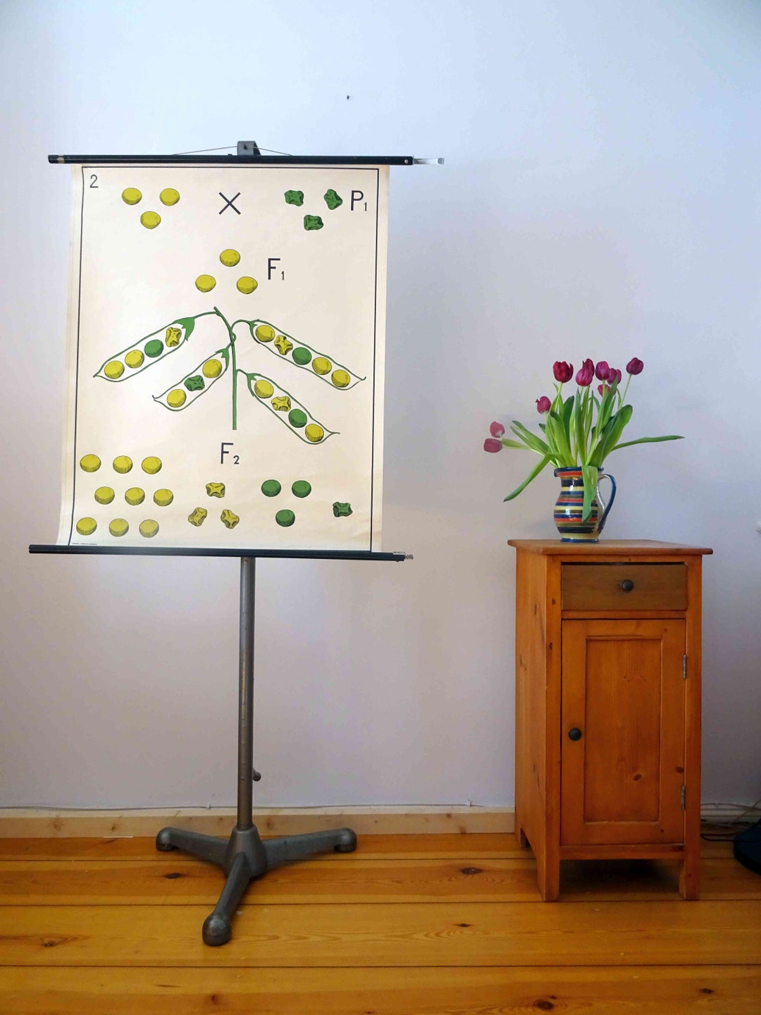 Vintage School Chart | Dihybrid Cross With Complete Dominance 70s ...