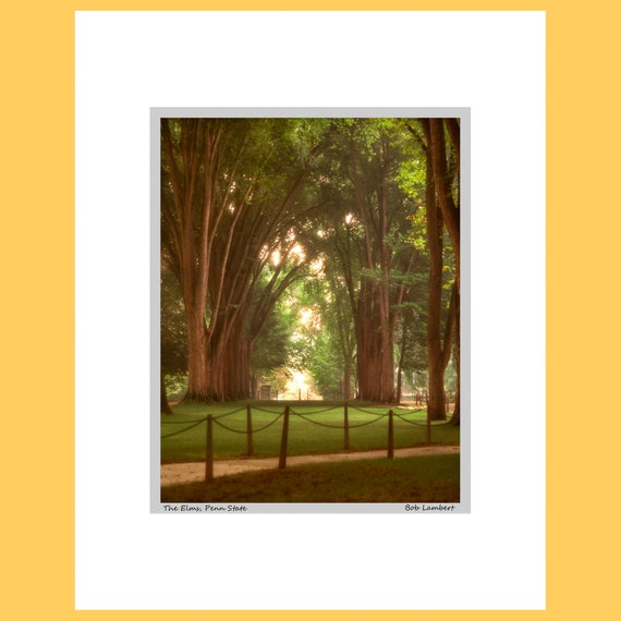 Vintage Penn State Photo: Elm Trees on the Penn State Campus | Etsy