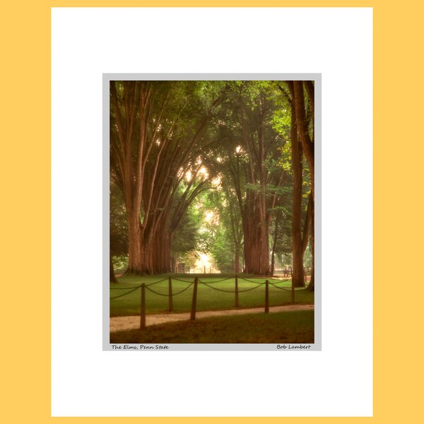 Elm Tree - Etsy