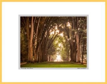 Elm Trees - Etsy