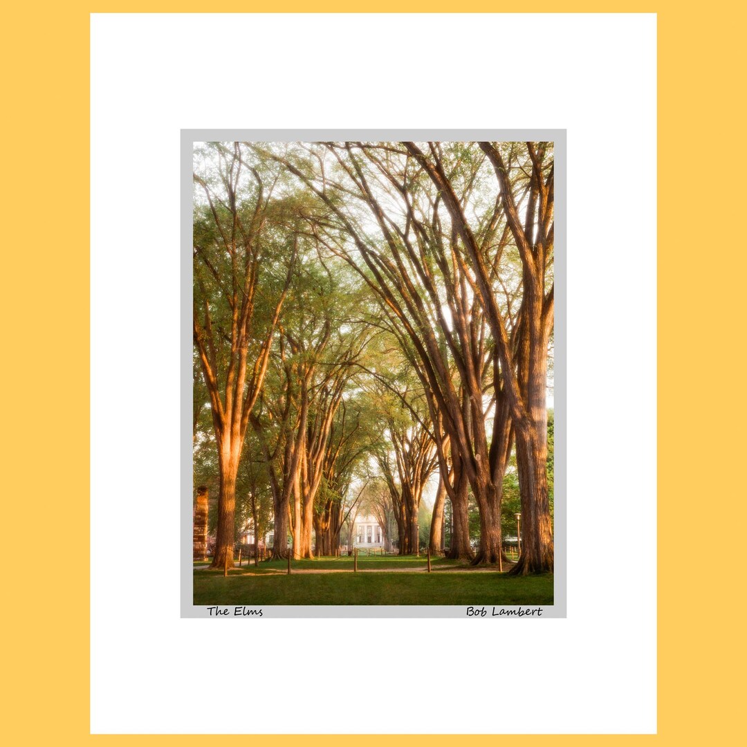 Vintage Penn State Photo: Elm Trees on the Penn State Campus (1986 ...