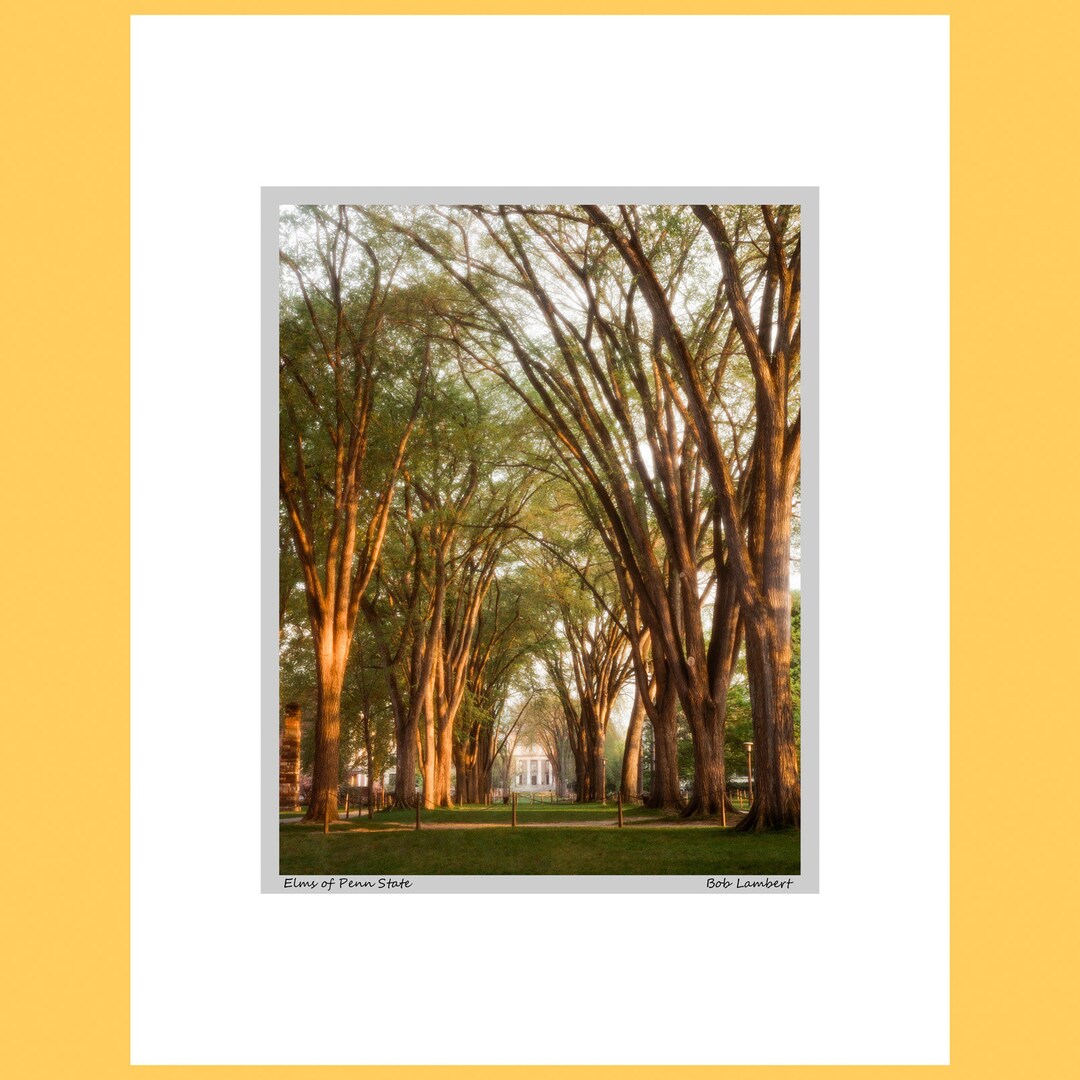 Vintage Penn State Photo: Elm Trees on the Penn State Campus - Etsy