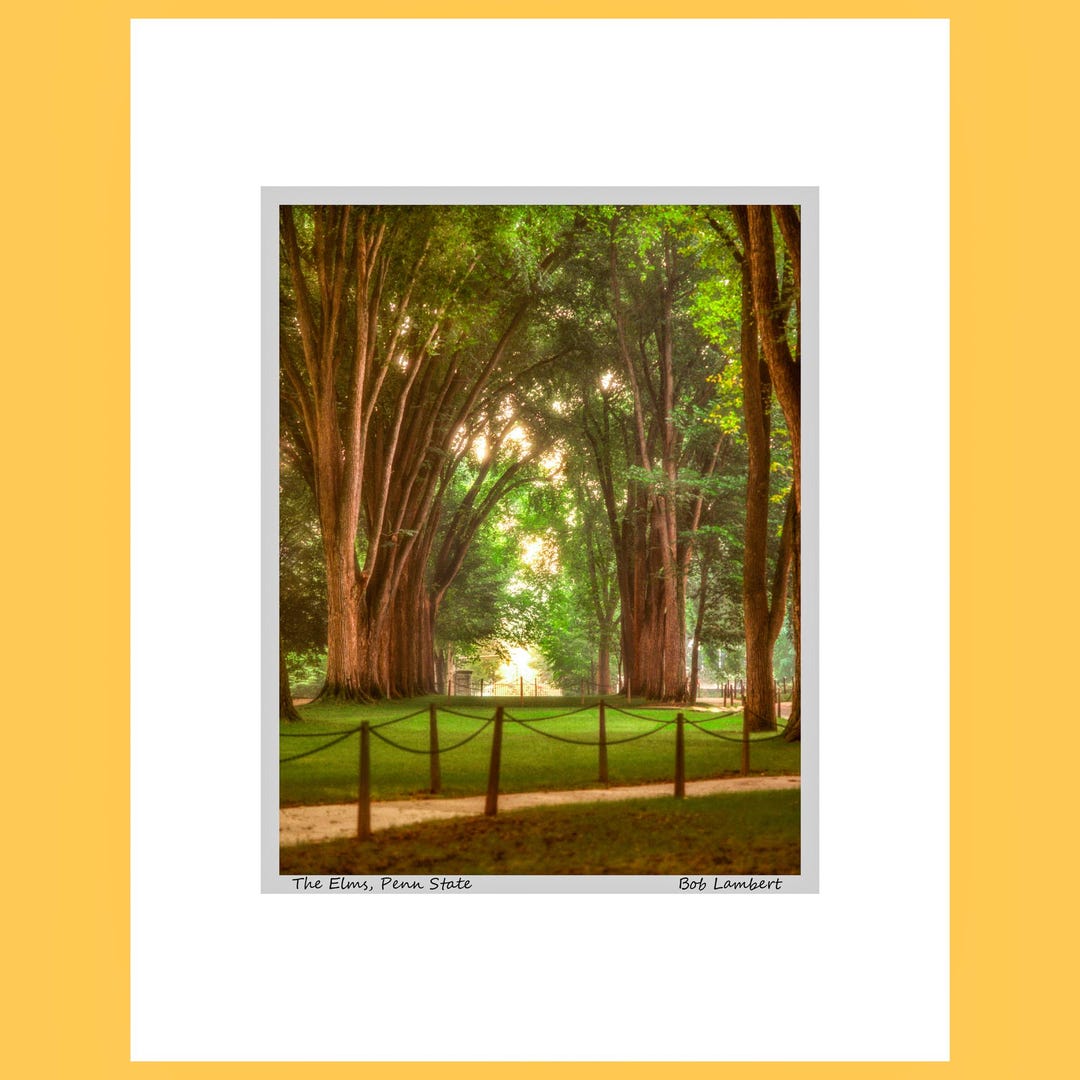 Vintage Penn State Photo: Elm Trees Print, Hand Signed (unframed) - Etsy