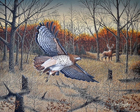 Red Tailed Hawk Print - Etsy