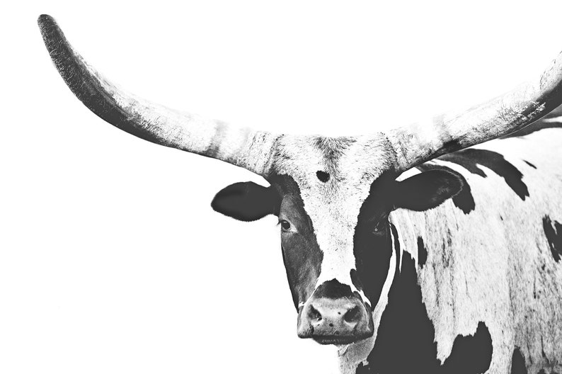 NEW!!! Spot the Longhorn, Cow Print - Etsy