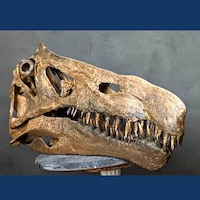 Museum-grade Halisaurus Mosasaur Skeleton Fossil - 197" Cretaceous ...