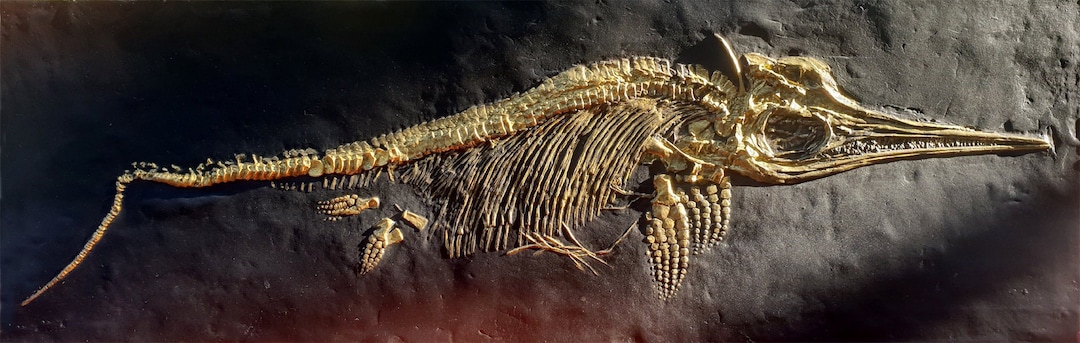ICHTHYOSAURUS Sp, Juvenile FOSSIL Toarcian Holzmaden, Germany ...