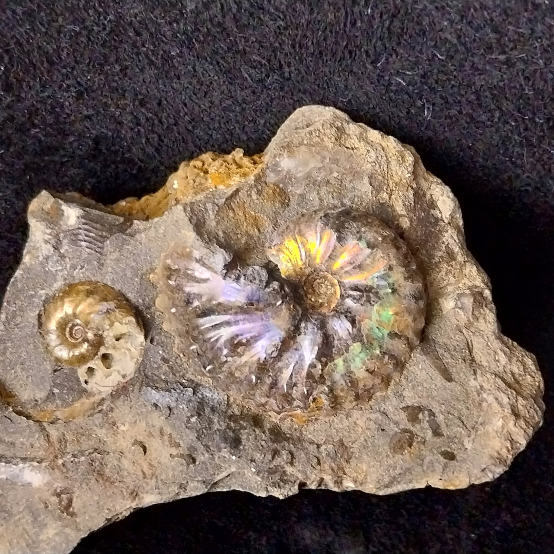 Consolidated MARNEUX BLOCK Family of Hoplites and Desmoceras Authentic ...