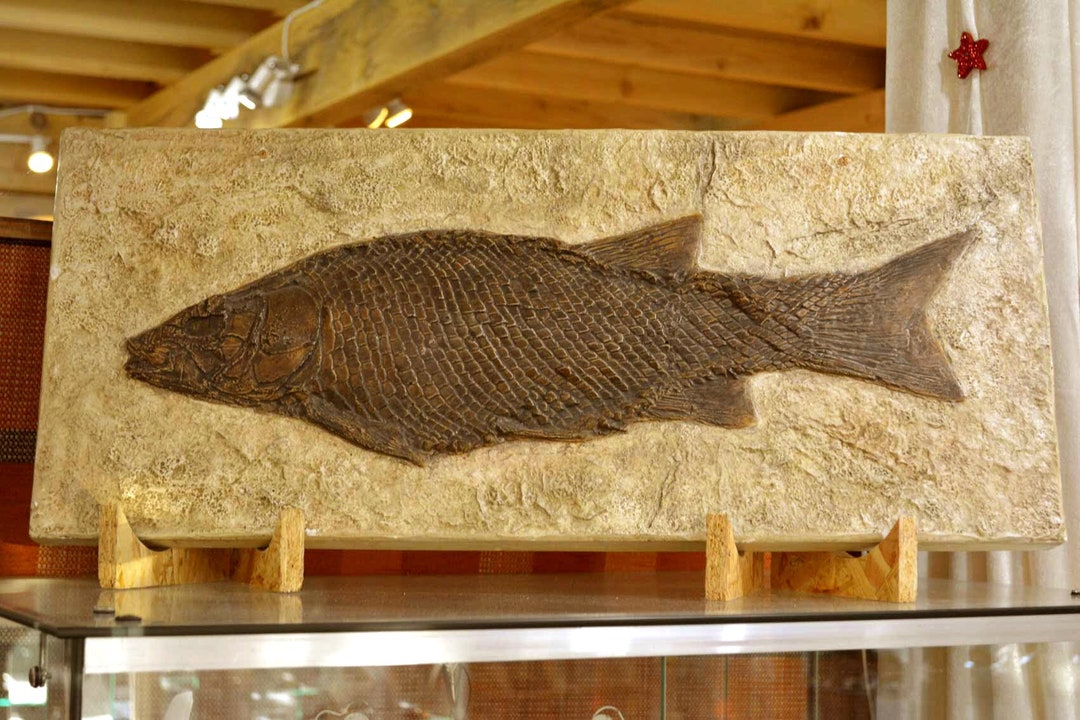 Fish LEPIDOTUS SP Switzerland Triassic 220 Million Years Fish Length 58 ...