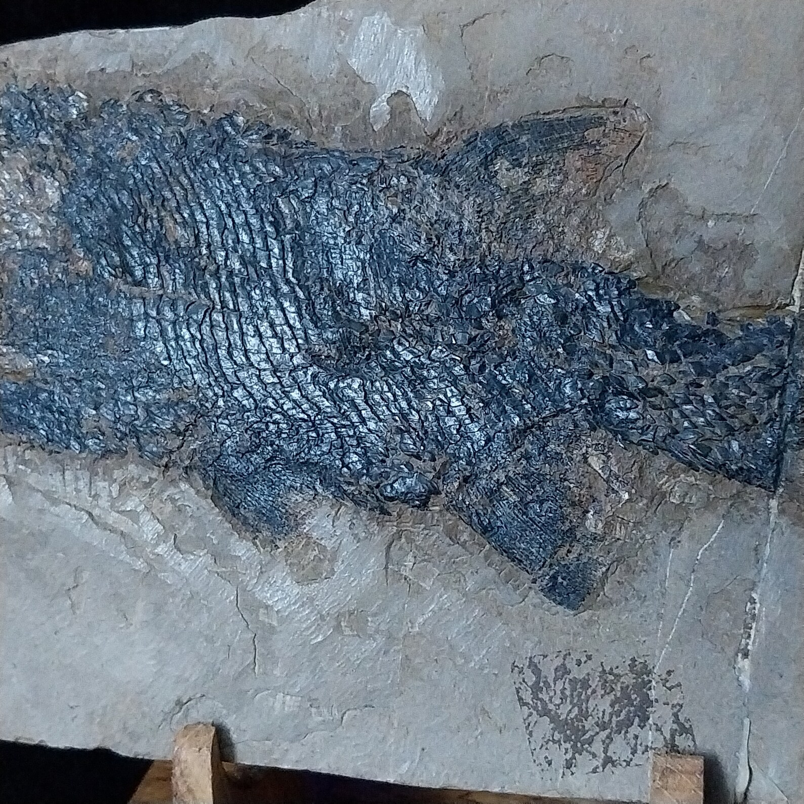 Paramblypterus Gilberti Fish, 25 Cm, Permian Period, Germany (tail ...