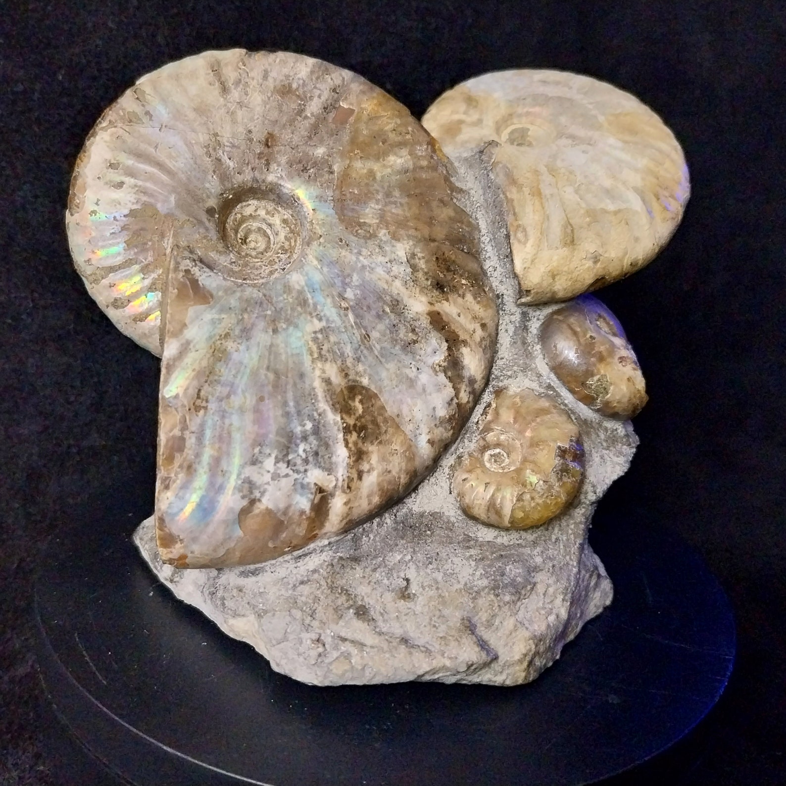 TOTEM BLOCK 2 Species Ammonites Aioloceras and Beudenticeras Albian 108 ...