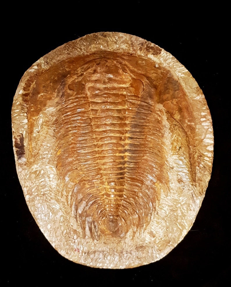 TRILOBITE PARADOXIDES Davidis Trilobite Géant fossile - Etsy