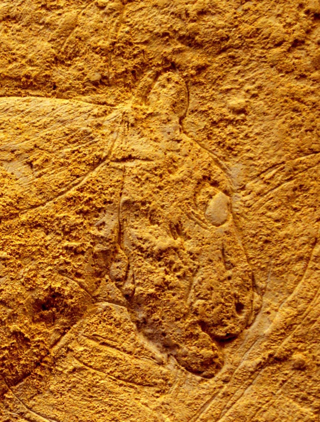 TETE De LIONNE Grotte Des COMBARELLES 24 reproduction De La Fresque ...