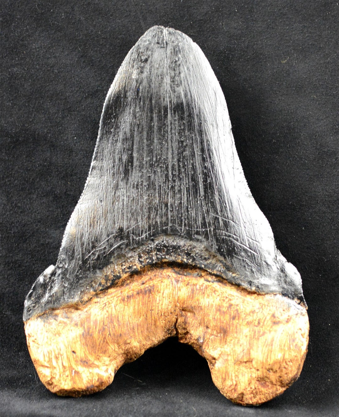 CARCHARODON MEGALODON Exceptionnelle Dent De Requin GEANT Fossile ...