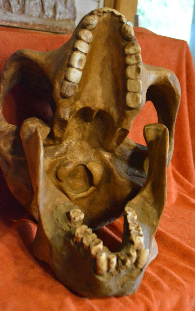 Crâne De GIGANTOPITHECUS Blacki- Réplique Exacte En Résine Polyester à ...