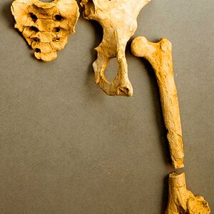 LUCY SKULL Australopithecus Afarensis: Complete Skull With ...