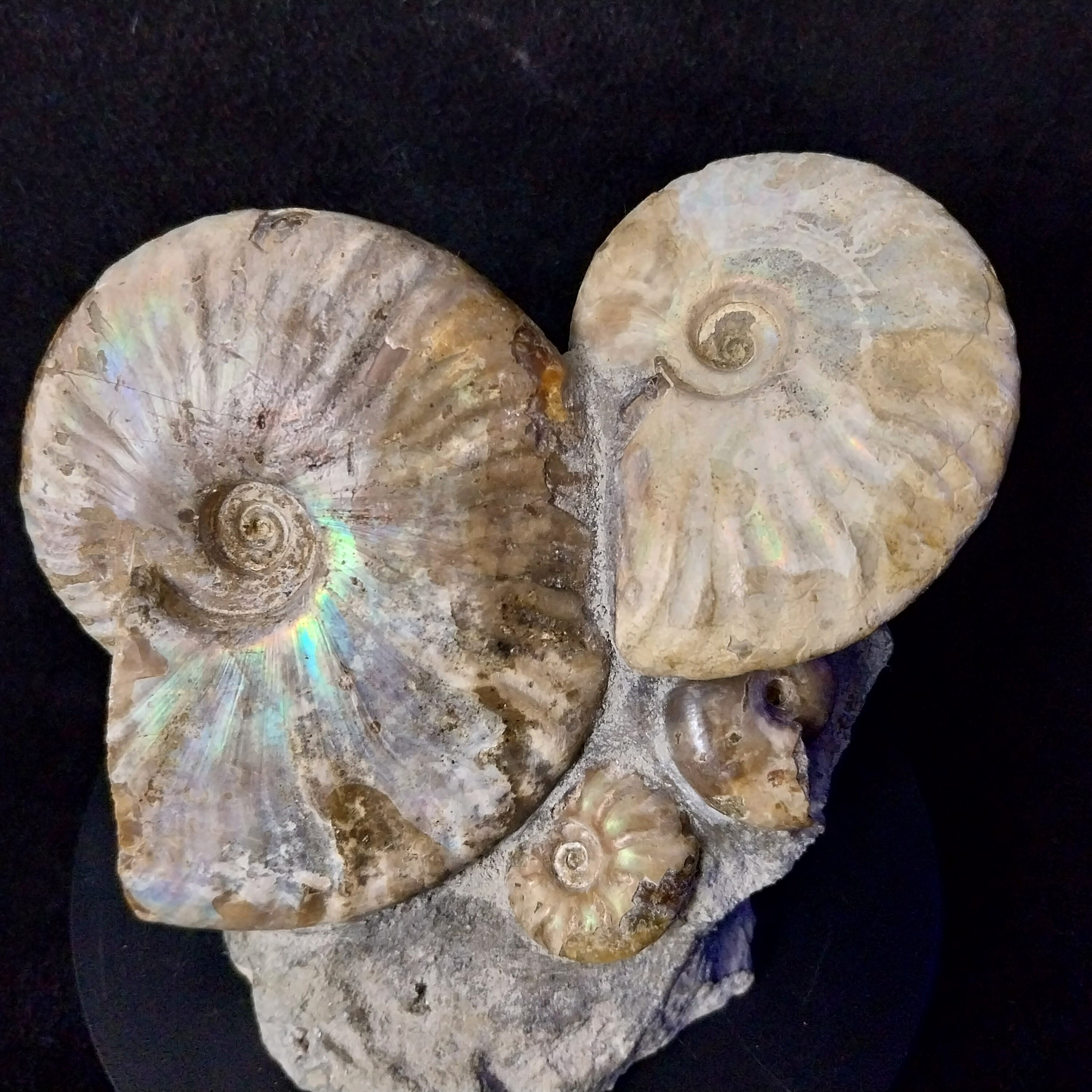 TOTEM BLOCK 2 Species Ammonites Aioloceras and Beudenticeras Albian 108 ...