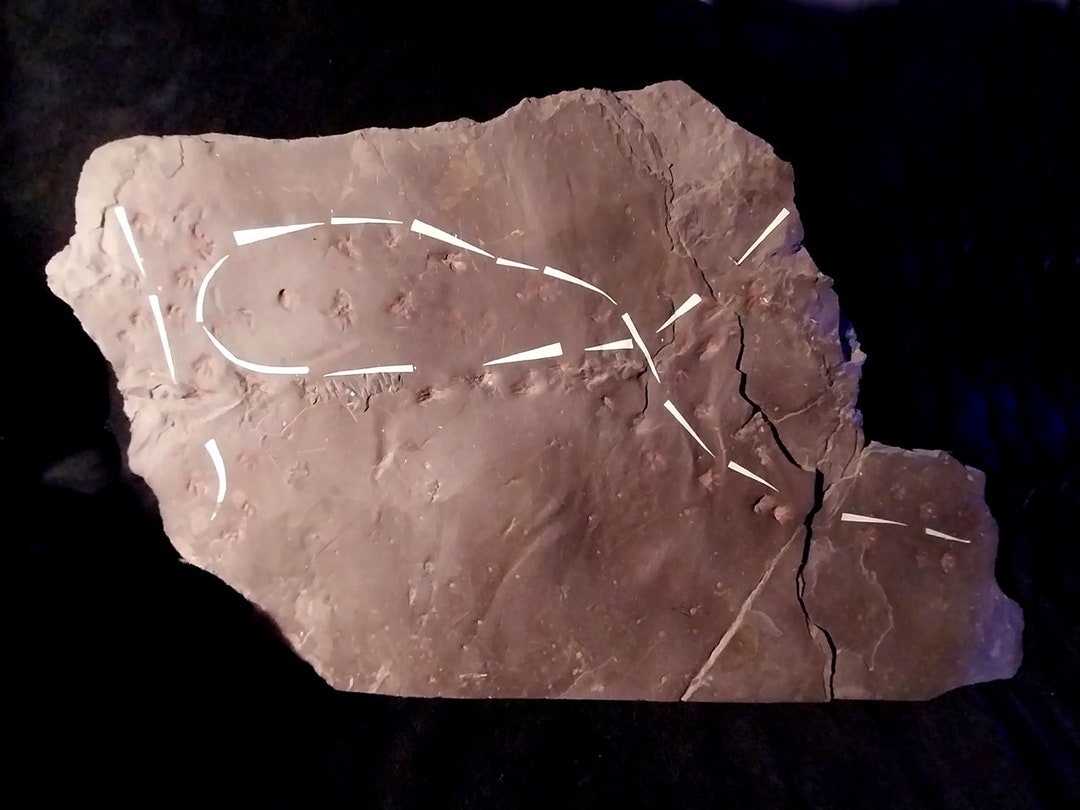 Authentic FOSSIL TRACKS TETRAPODS of Anthichnium Salamandroids ...