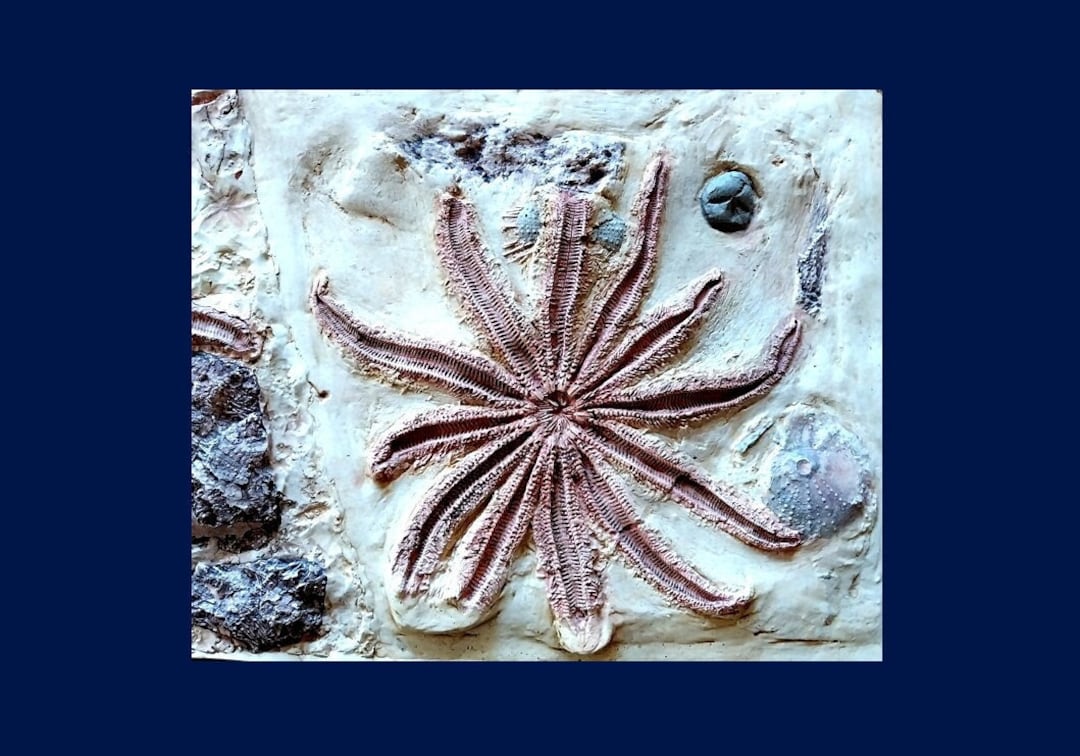 Stellerides STARFISH 12 Arms Called Sunflower Astropecten Gray, 1840 ...