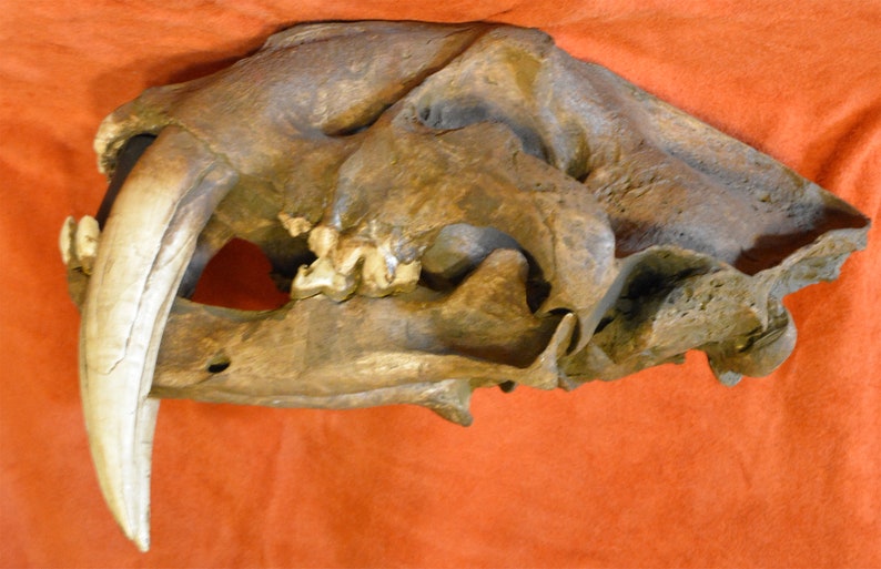 Saber-toothed Tiger Skull, Smilodon (machairodus) Fatalis. Polyester ...