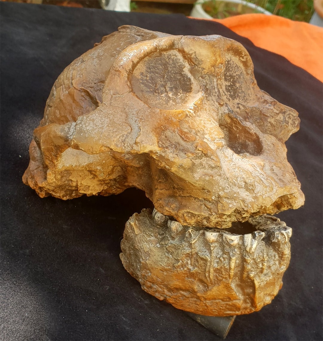 PARANTHROPUS BOISEÏ KNMER732 Mandible KNMER3230 facsimile Reproduction ...