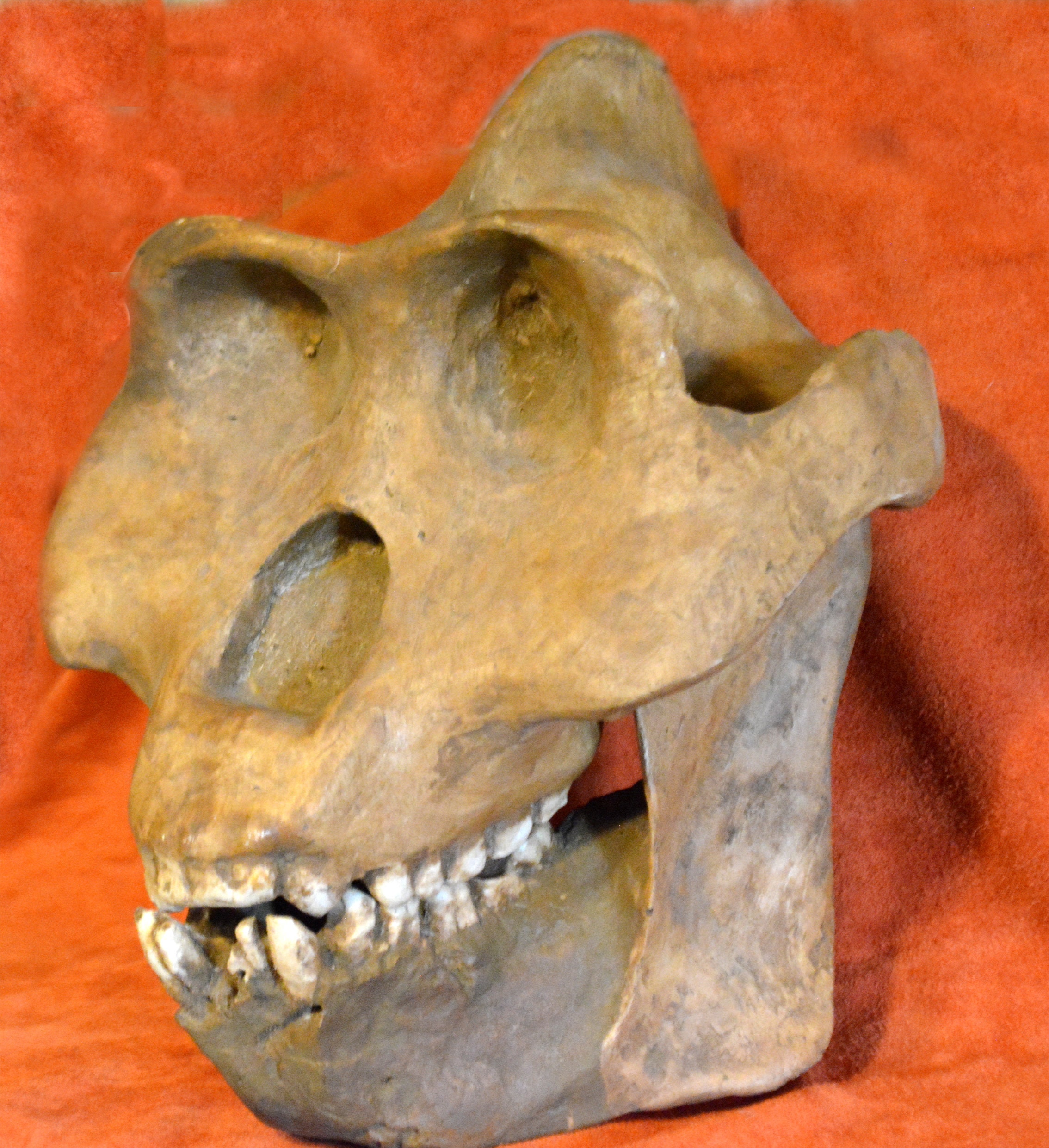 Gigantopithecus Skull