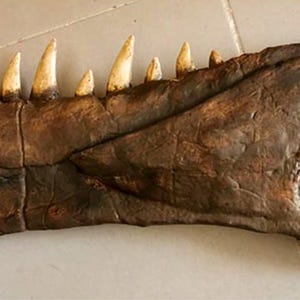TYRANNOSAURUS REX Lower Mandible Portion Cast of Specimen "harley ...