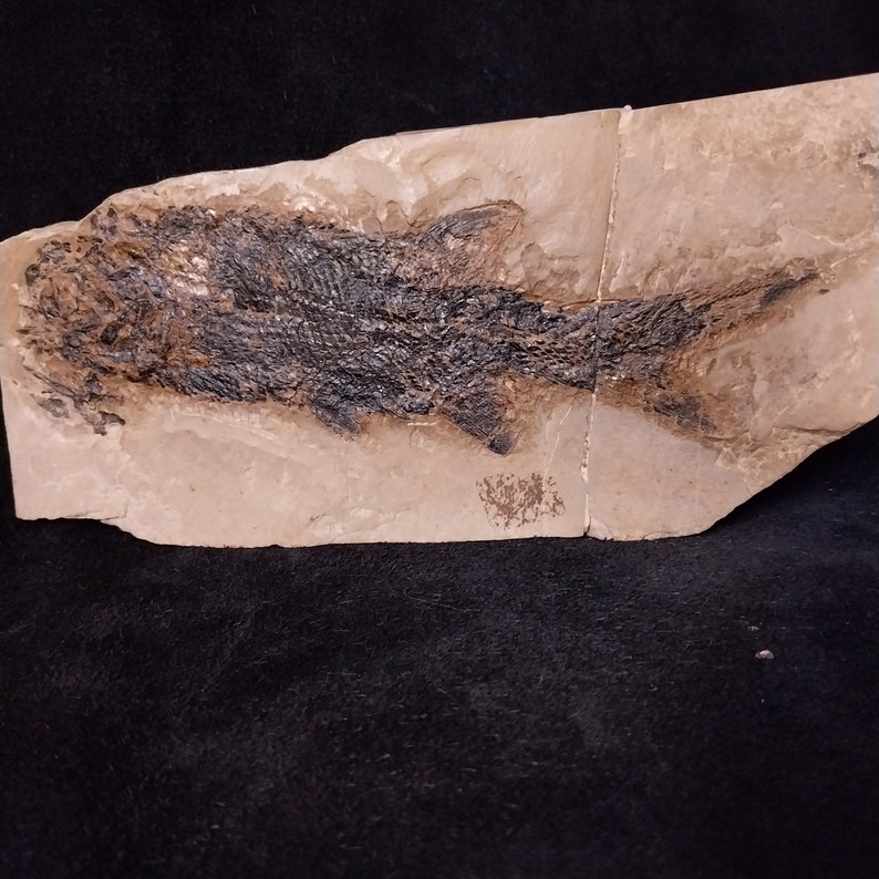 Paramblypterus Gilberti Fish, 25 Cm, Permian Period, Germany (tail ...