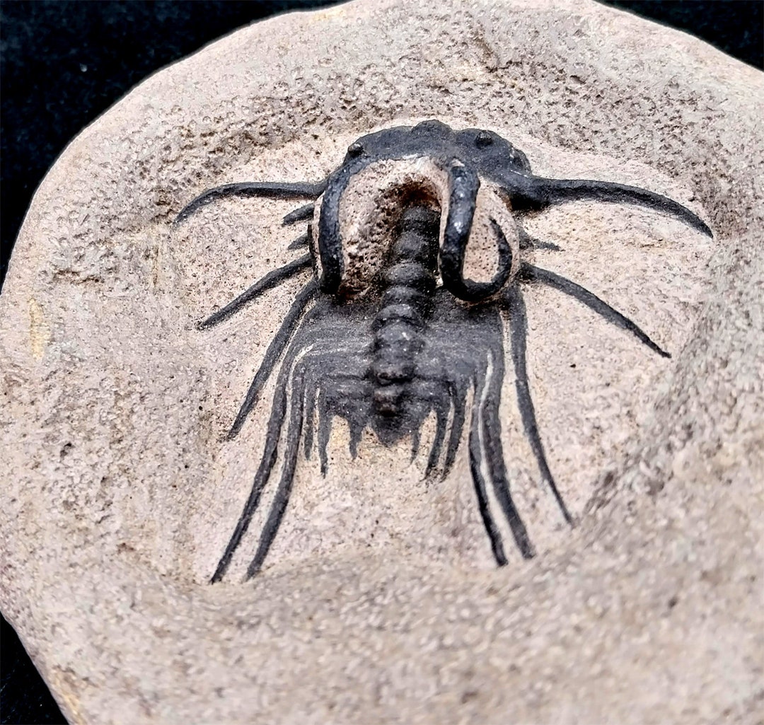 DICRANURUS MONSTROSUS Lower Devonian. Authentic Fossil. Morocco ...