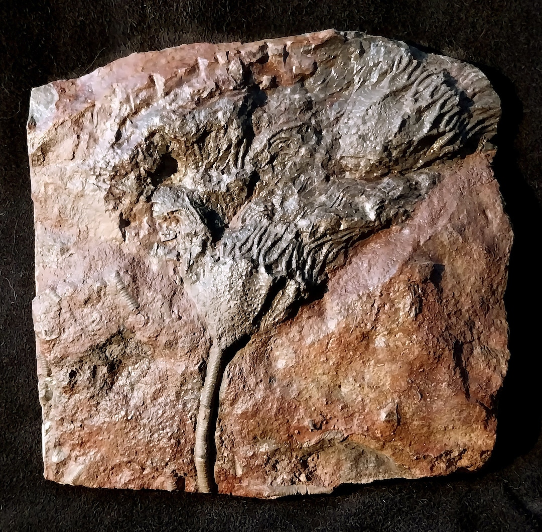 Rare Intact Fossil of SYPHOCRINUS Elegans Chalice and Stem Ordovician ...